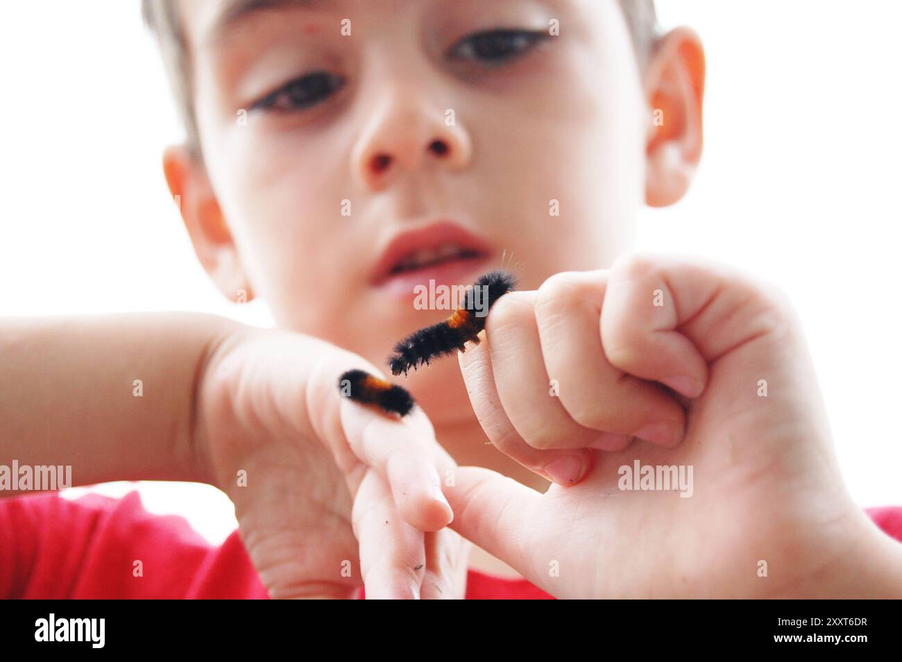 Roly-Poly Woolly Bear Fuzzy Caterpillar Walking on Young Boy's Hands ...