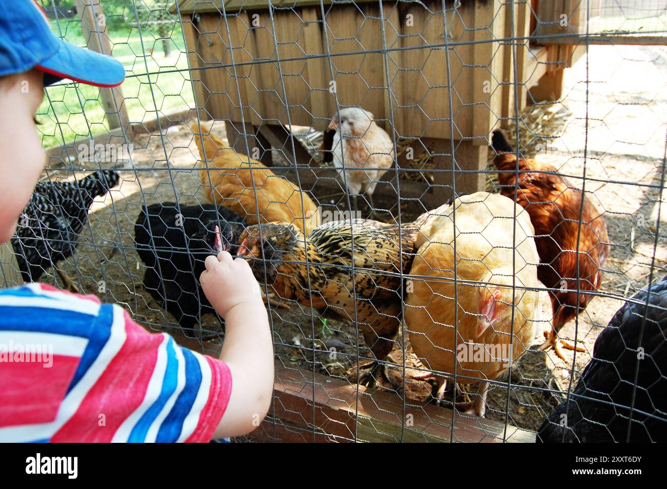 Young Boy Feeding Chickens Through Chicken Wire Fence Stock Photo - Alamy