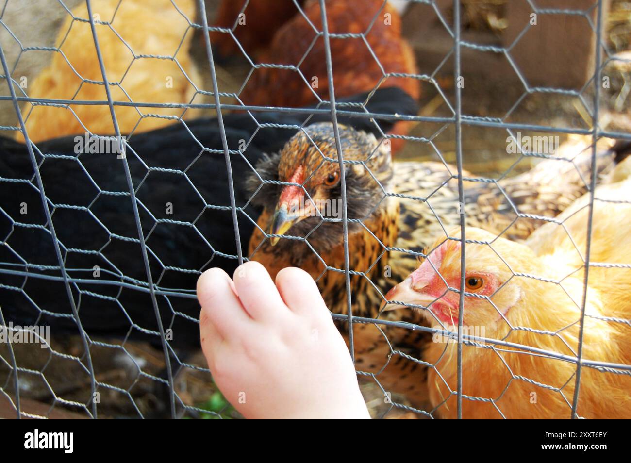 Child's Hand Feeding Chickens through Chicken Wire Stock Photo - Alamy
