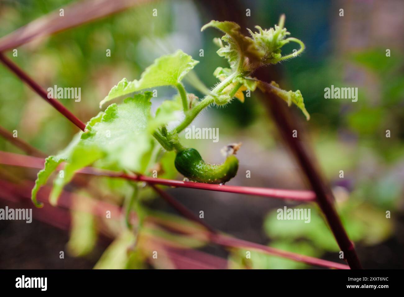 Young cucumber fruiting on the vine Stock Photo - Alamy