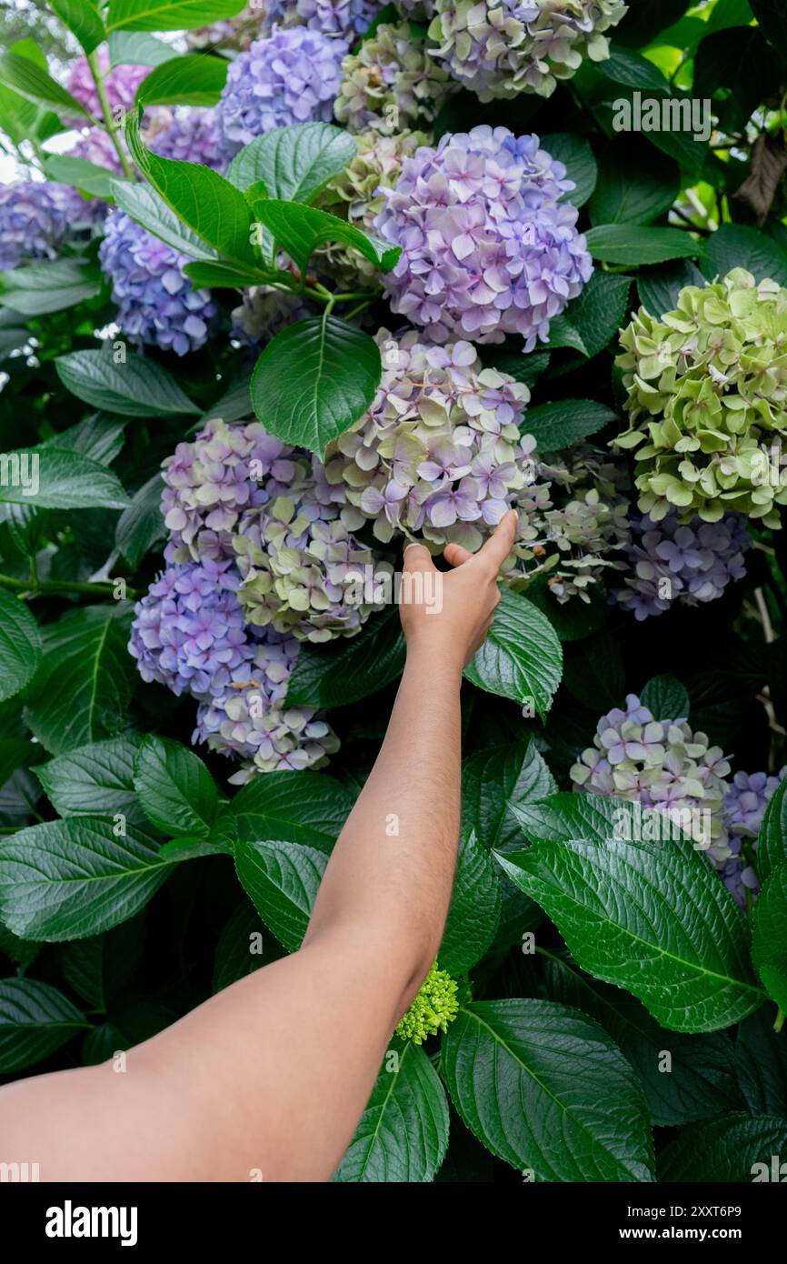 Florist hydrangea macrophylla hi-res stock photography and images - Alamy