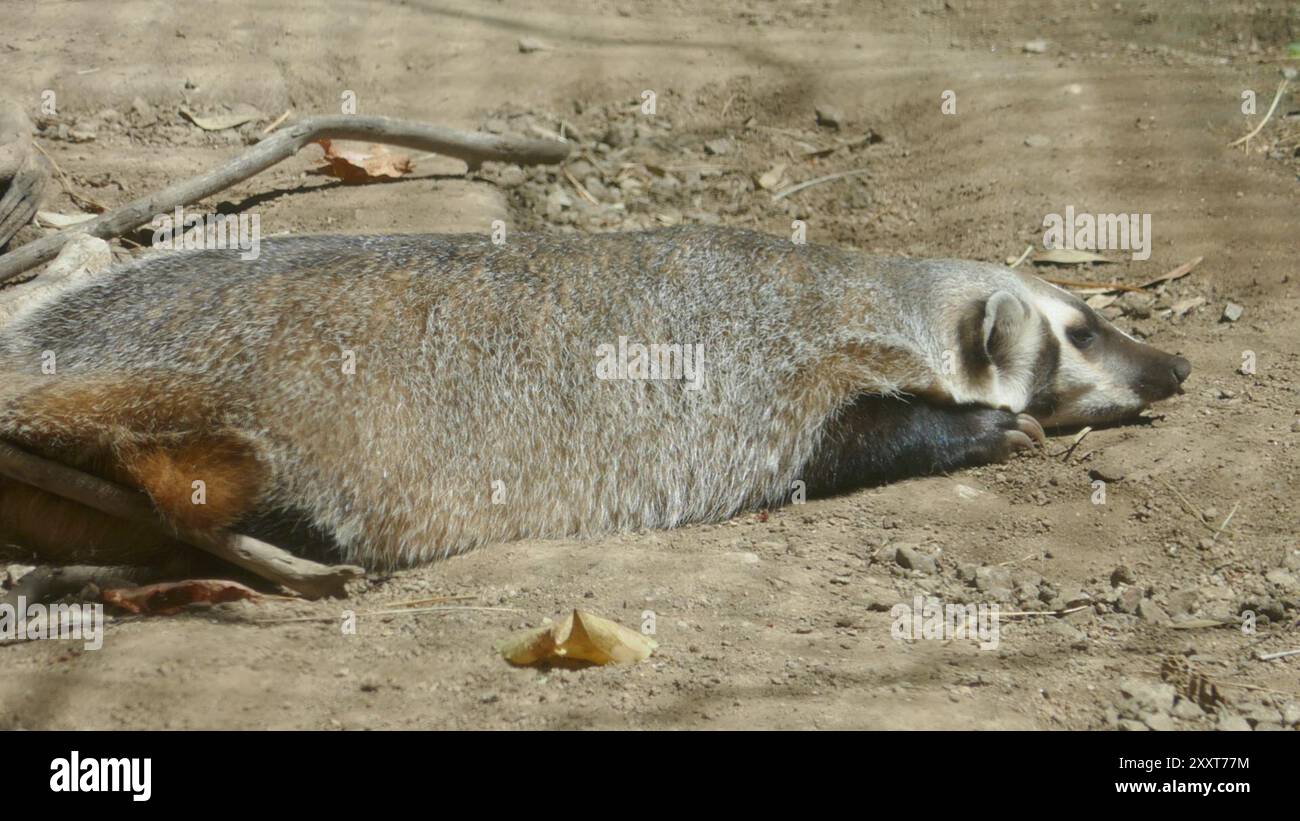Los Angeles, California, USA 22nd August 2024 American Badger at LA Zoo ...
