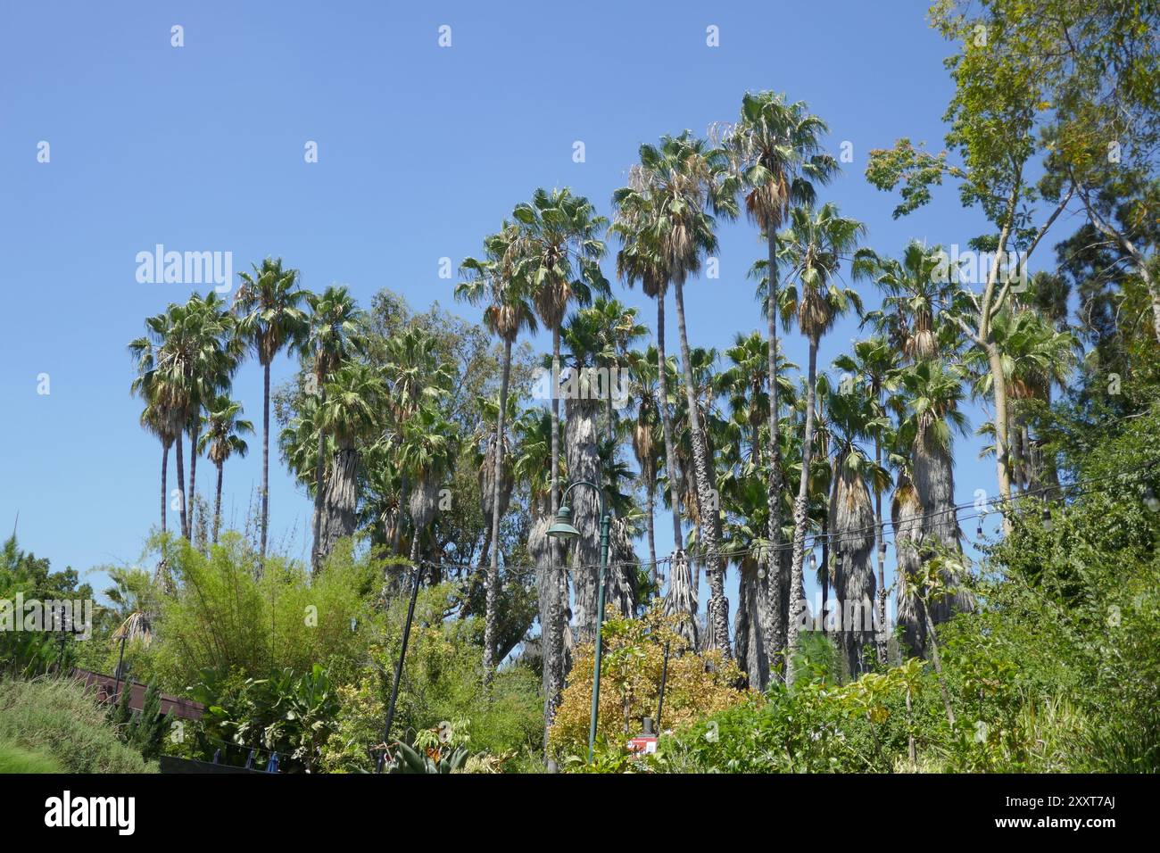 Los Angeles, California, USA 22nd August 2024 Palm Trees at LA Zoo on ...