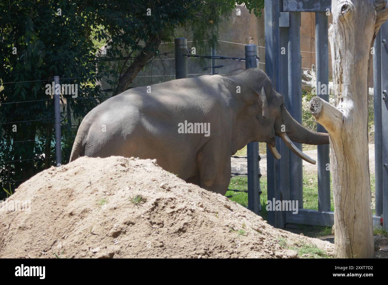 Los Angeles, California, USA 22nd August 2024 Asian Elephant Billy at ...