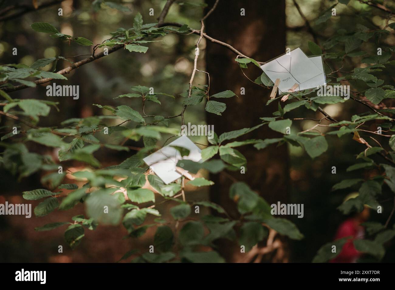 Forest learning path with paper activities pinned to tree branches ...