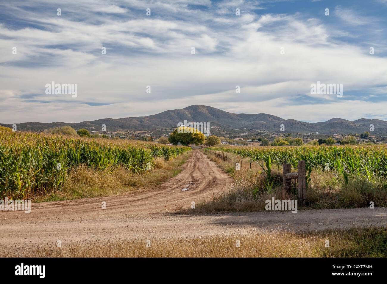 A country road goes off in the distance between corn rows Stock Photo ...