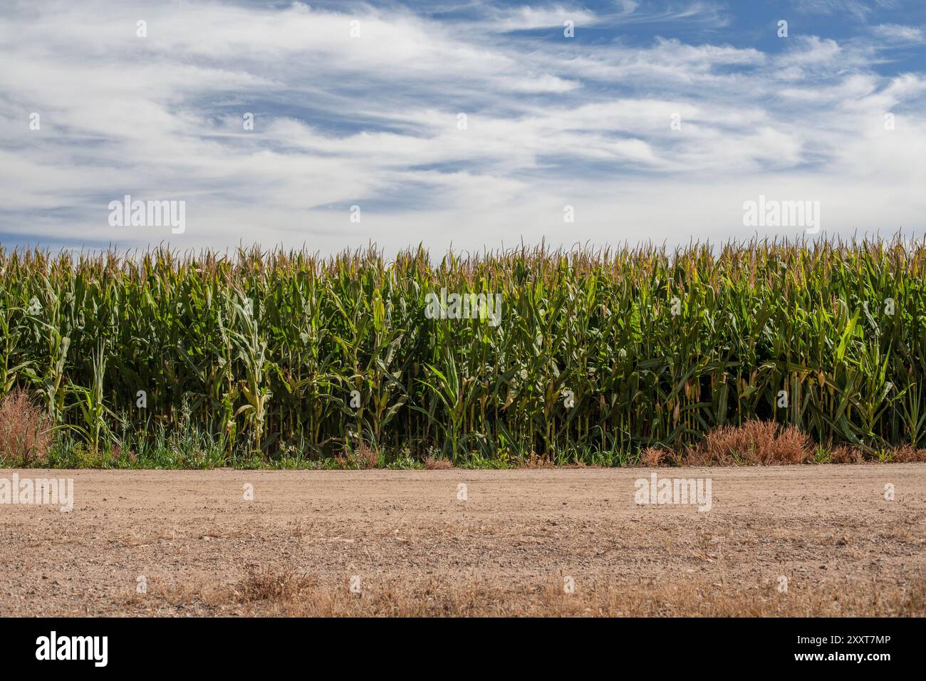 Side view of a corn field Stock Photo - Alamy