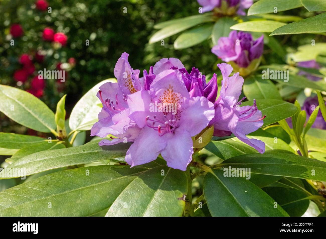 Rododendron flower in full bloom Stock Photo - Alamy