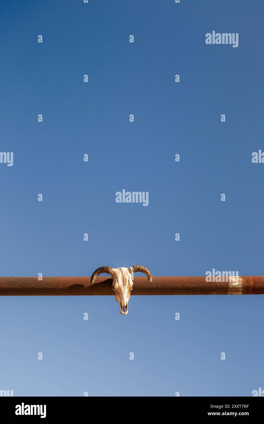 A cow skull mounted to a horizontal pole, sky background vertical Stock ...
