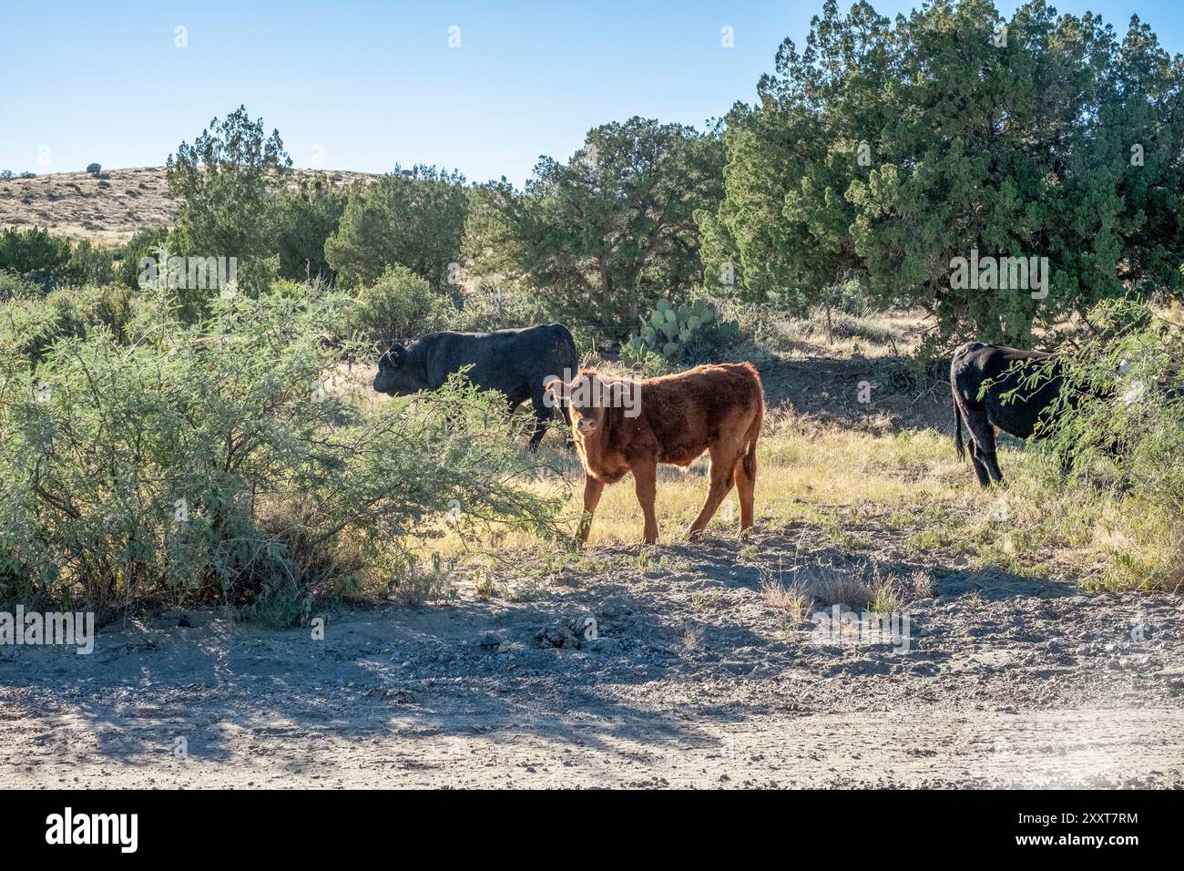 Free range cattle on the side of a dirt road Stock Photo - Alamy