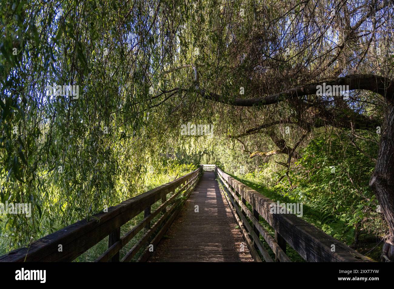 Wooden boardwalk under green tree canopy in Juanita Bay Park Stock ...
