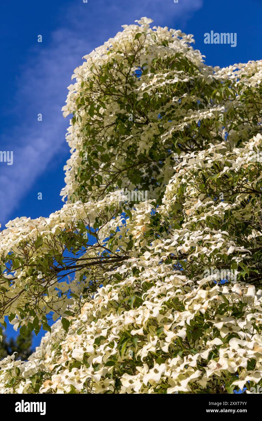 Flowering bay tree hi-res stock photography and images - Alamy