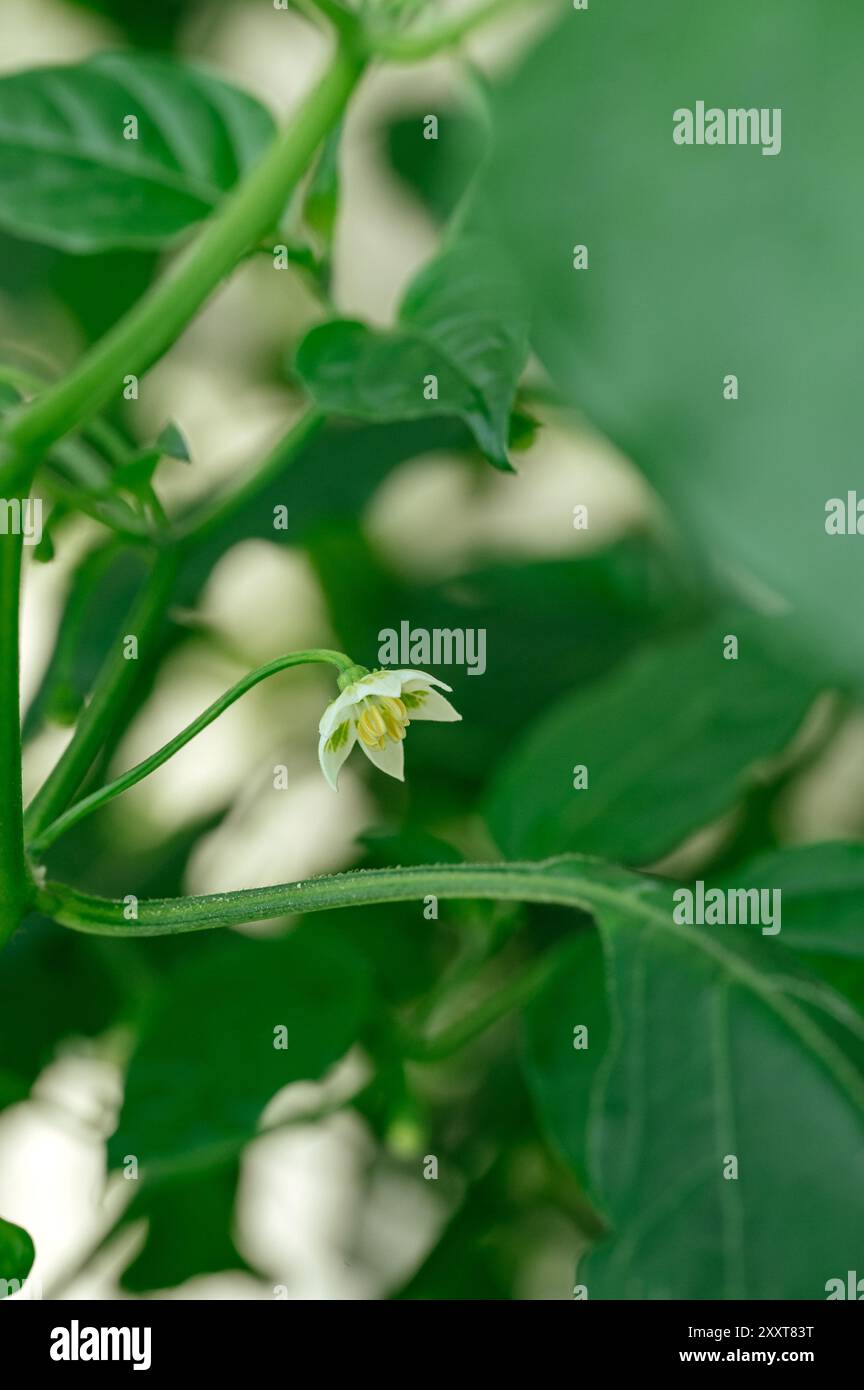 pepper flower. the flowering tree of hot pepper Stock Photo - Alamy