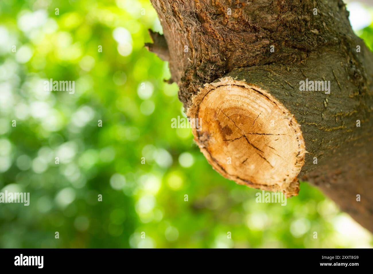 Cut tree branch showing fresh cut point, copy space Stock Photo - Alamy