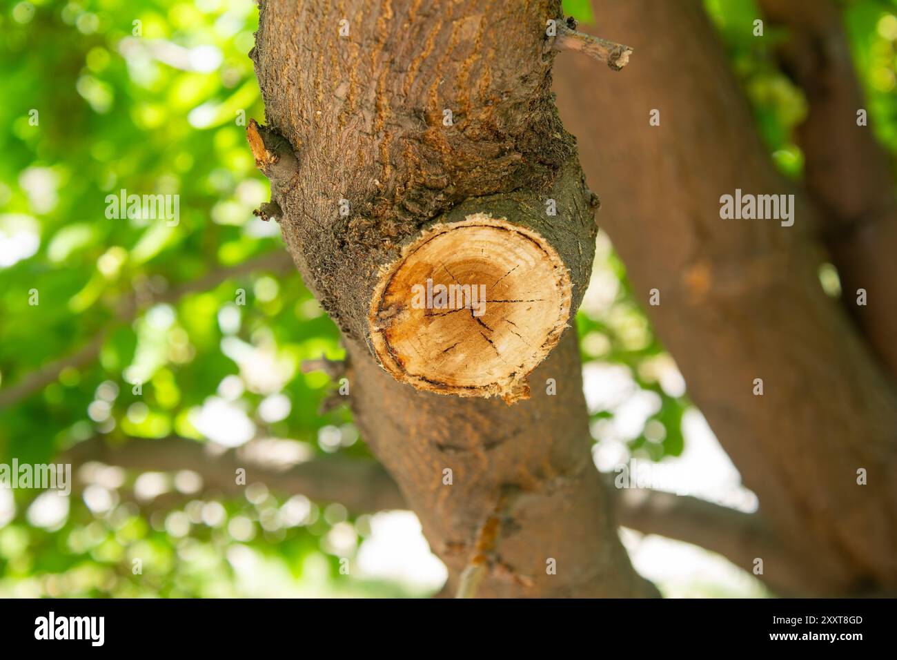 Cut tree branch showing fresh cut point, closeup Stock Photo - Alamy