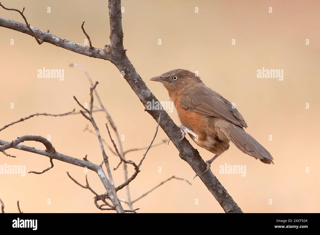 Argya rubiginosa hi-res stock photography and images - Alamy