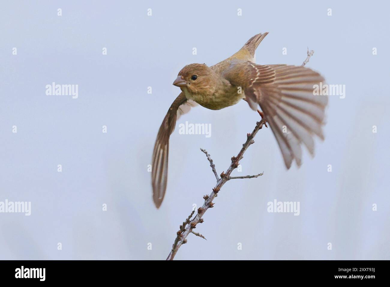 Common rosefinch (Carpodacus erythrinus), in flight, Germany ...