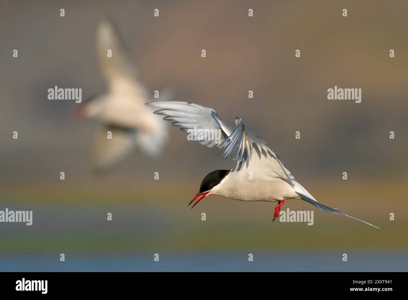 arctic tern (Sterna paradisaea), flying in breeding plumage, Iceland ...