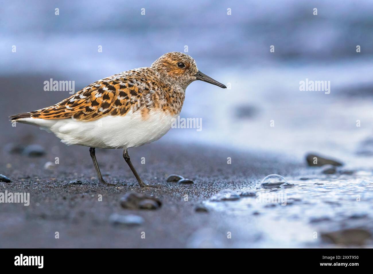 sanderling (Calidris alba), standing in breeding plumage on the beach ...