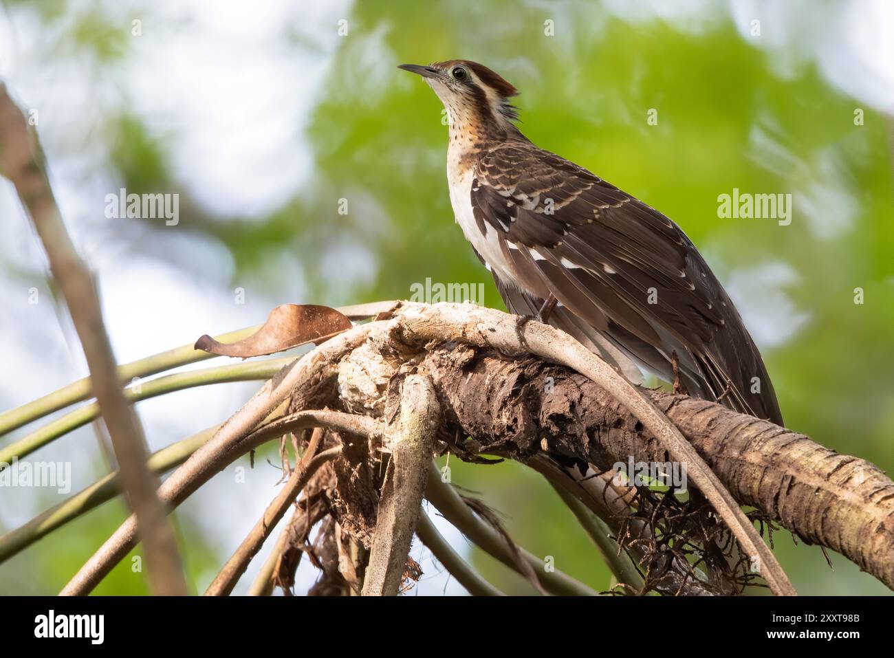 Pheasant cuckoo, Pheasant-cuckoo (Dromococcyx phasianellus), sitting on ...