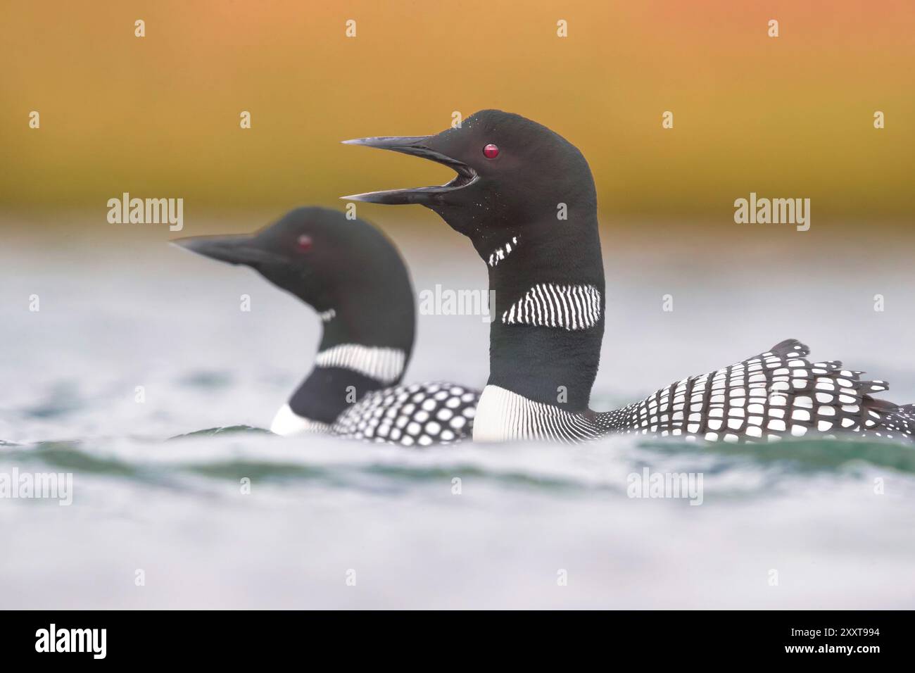 great northern diver, common loon (Gavia immer), two swimming common loons, side view, Iceland ...