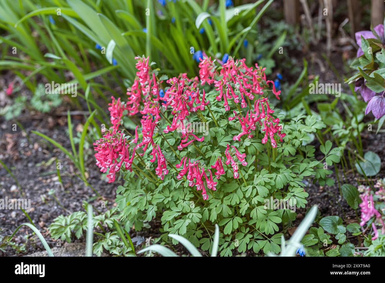 Solid-tubered corydalis, Bird in a Bush, Fumewort (Corydalis solida ...