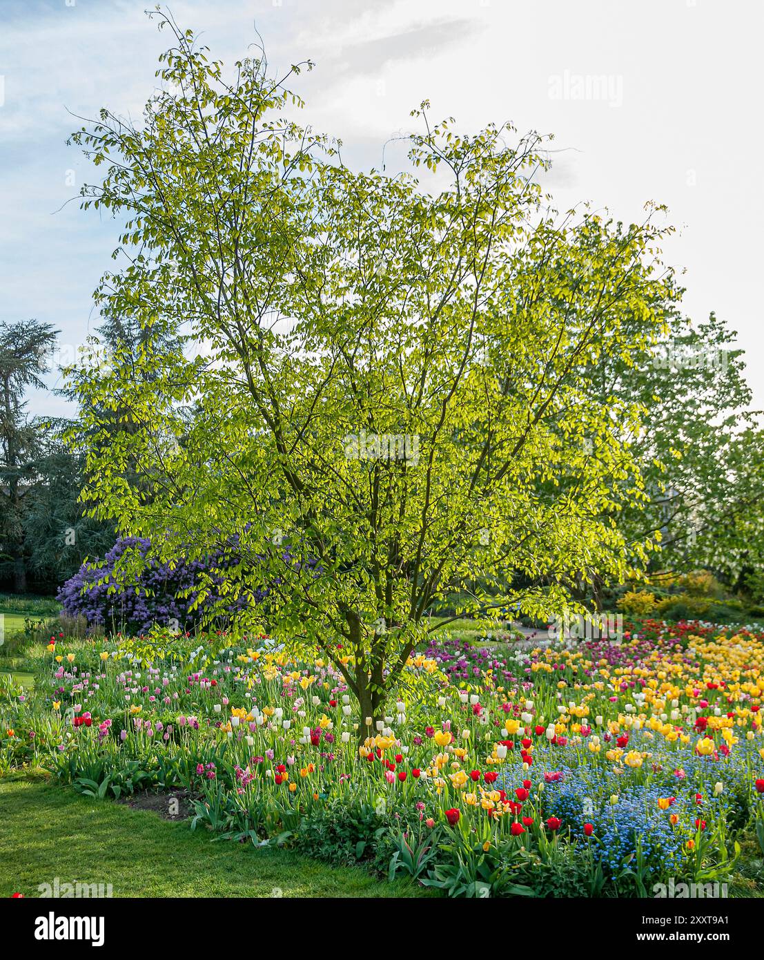 American yellowwoods hi-res stock photography and images - Alamy