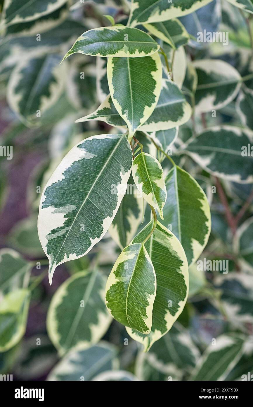 Variegated Weeping fig (Ficus benjamina Cv. Variegata), Moraceae. Large ...