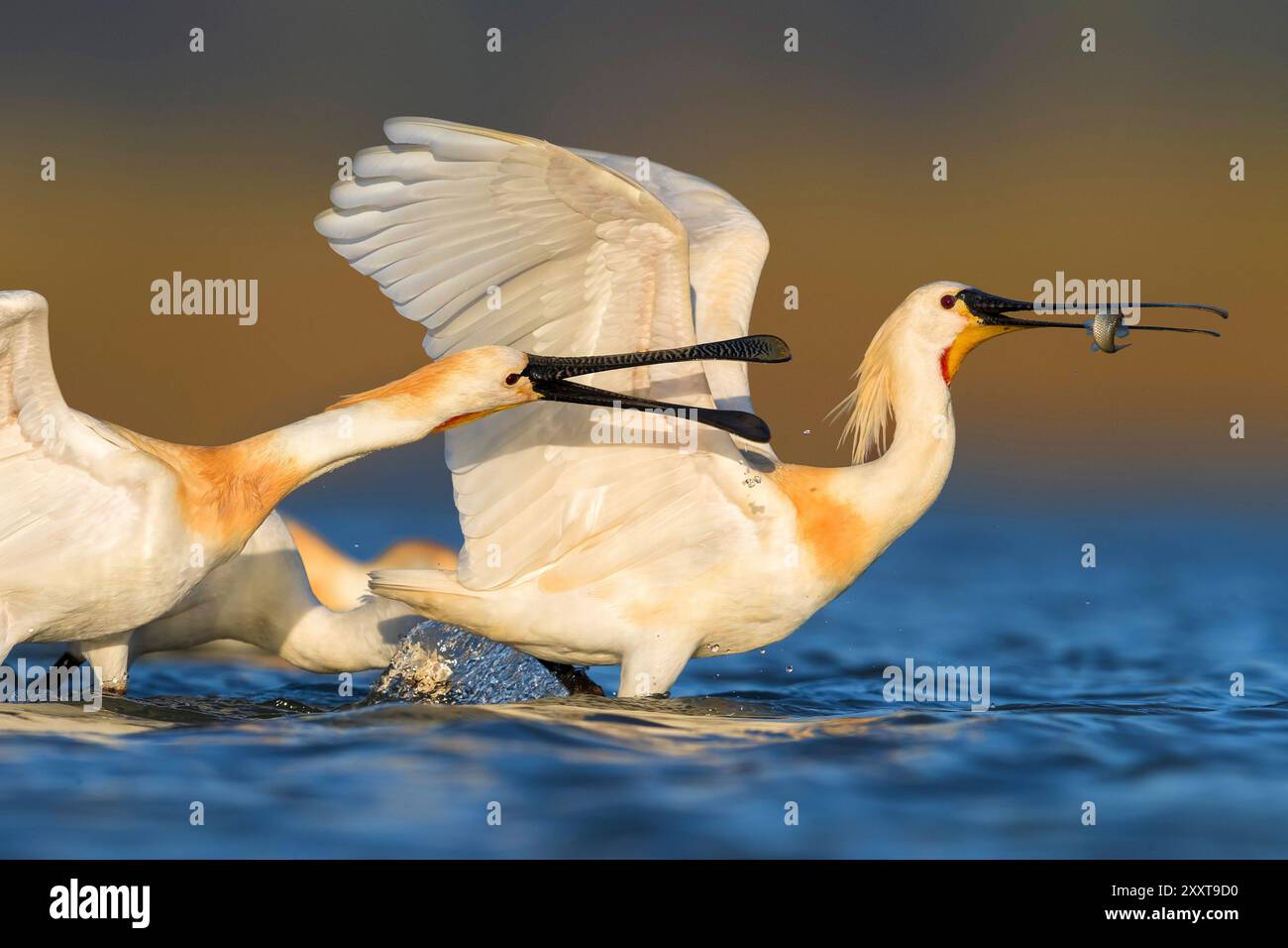 white spoonbill (Platalea leucorodia), two white spoonbills fighting ...