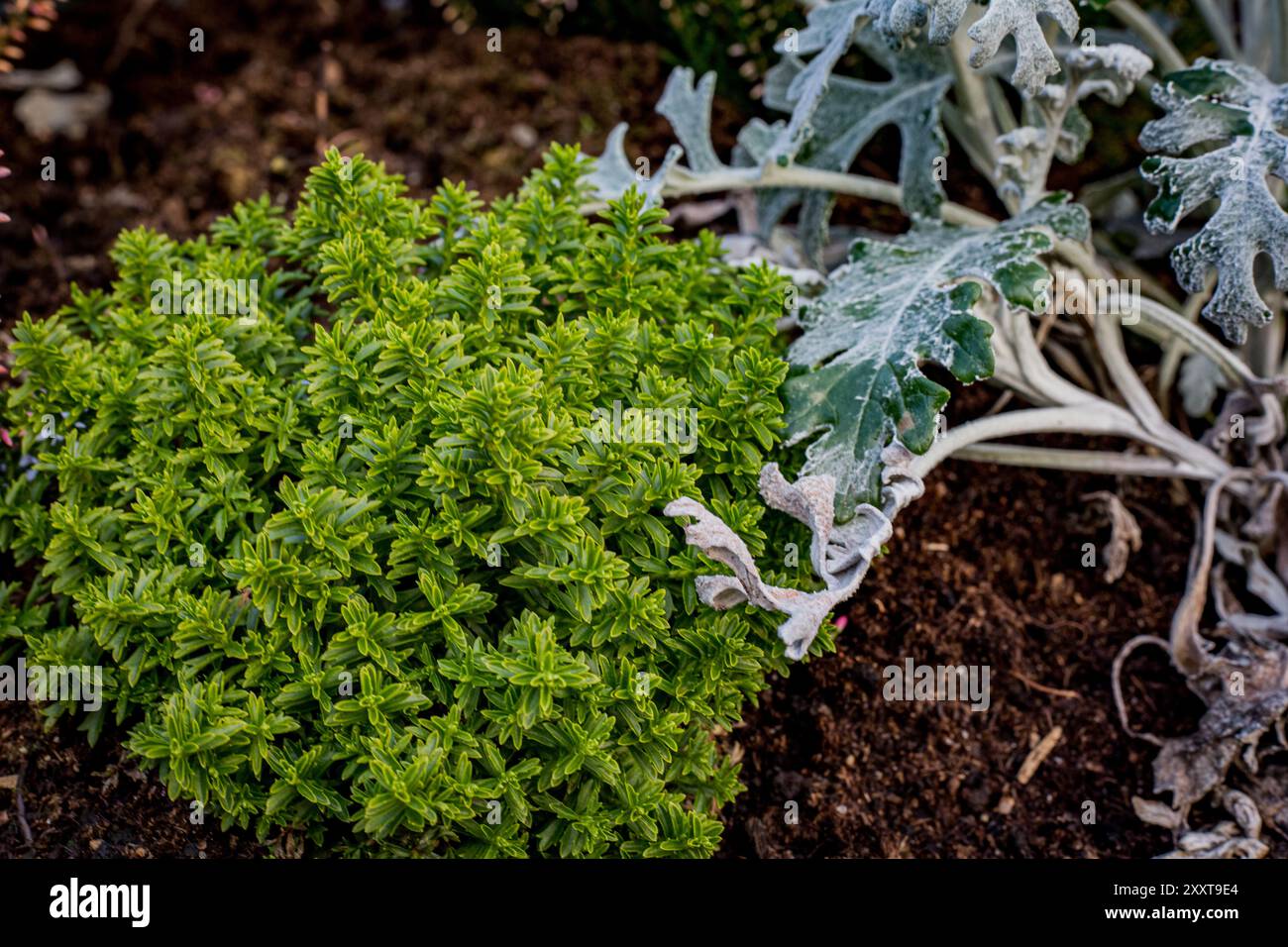 Life cycle of a plants hi-res stock photography and images - Alamy