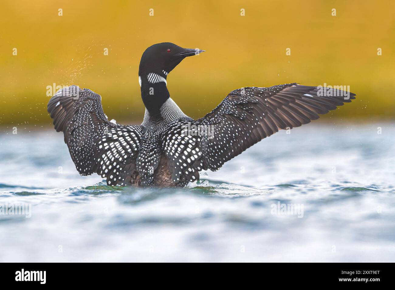 great northern diver, common loon (Gavia immer), flapping wings in the ...
