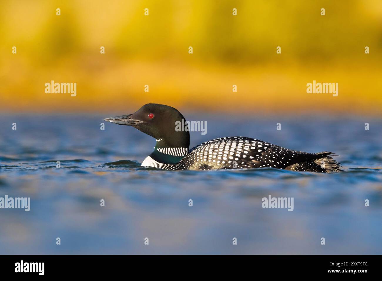 great northern diver, common loon (Gavia immer), swimming on a lake ...