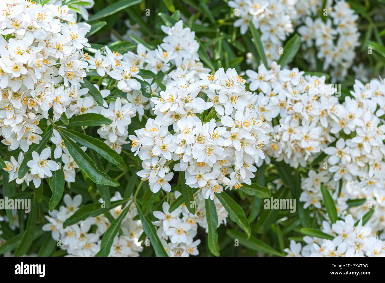Mexican orange blossom (Choisya x dewitteana Aztec Pearl, Choisya ...