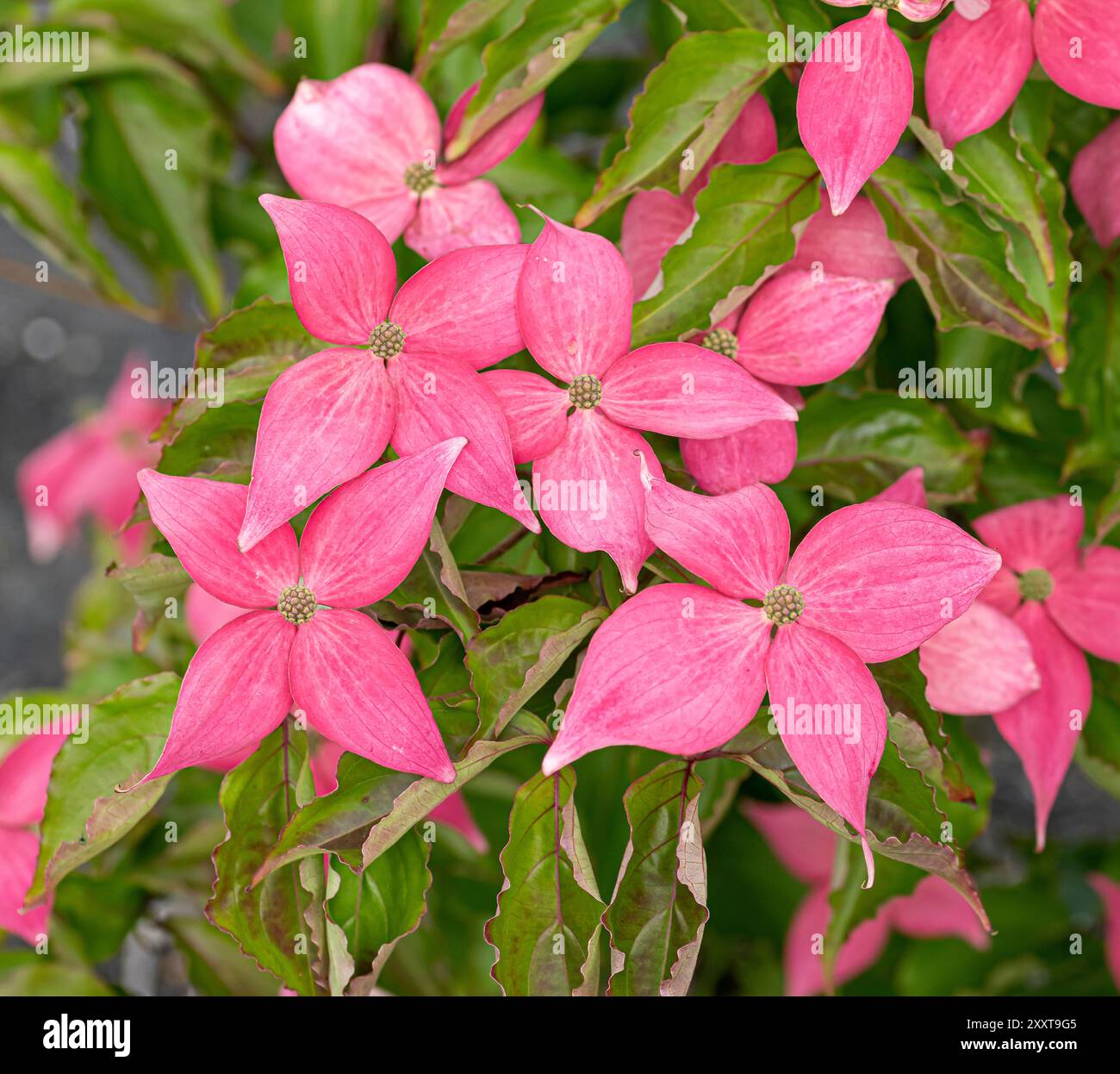 kousa dogwood, Japanese Dogwood (Cornus kousa 'Scarlet Fire', Cornus ...