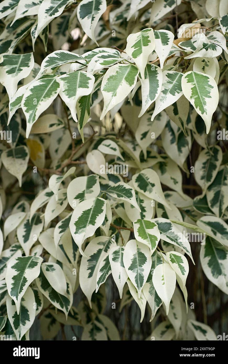 Variegated Weeping fig (Ficus benjamina Cv. Variegata), Moraceae. Large ...
