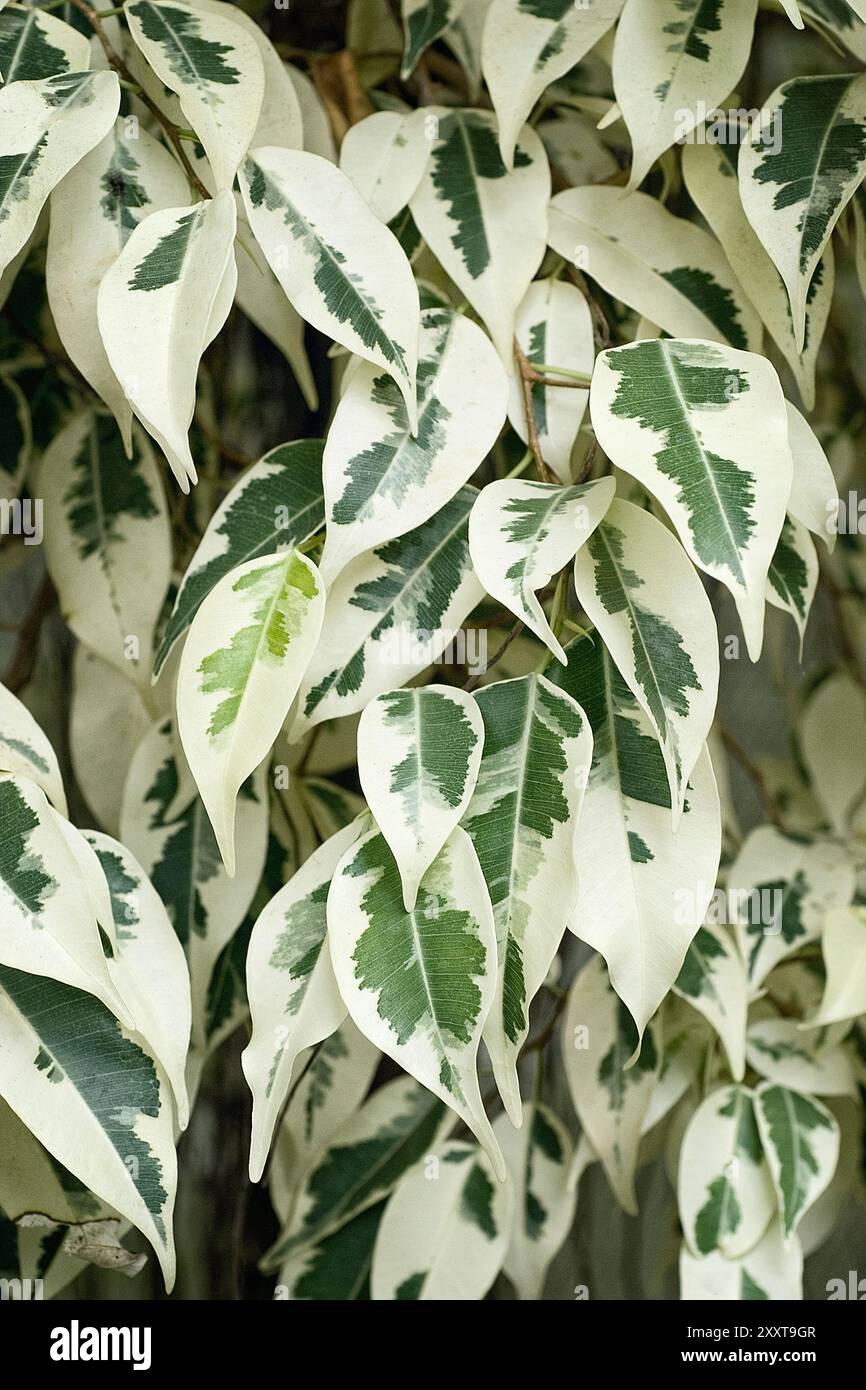 Ficus Benjamina Variegata