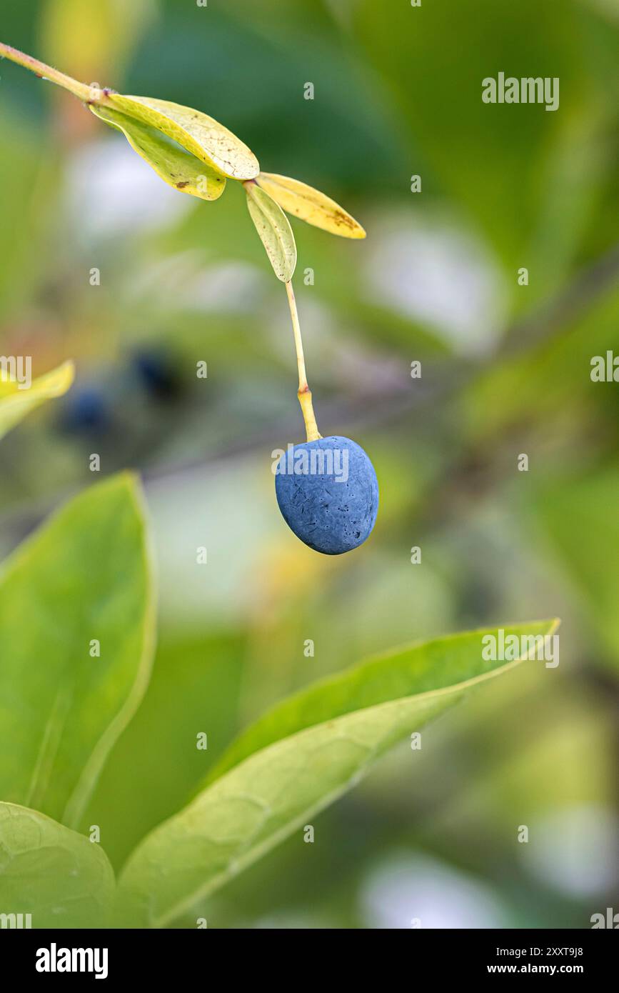 Amaerican Fringe Tree, White fringetree (Chionanthus virginica ...