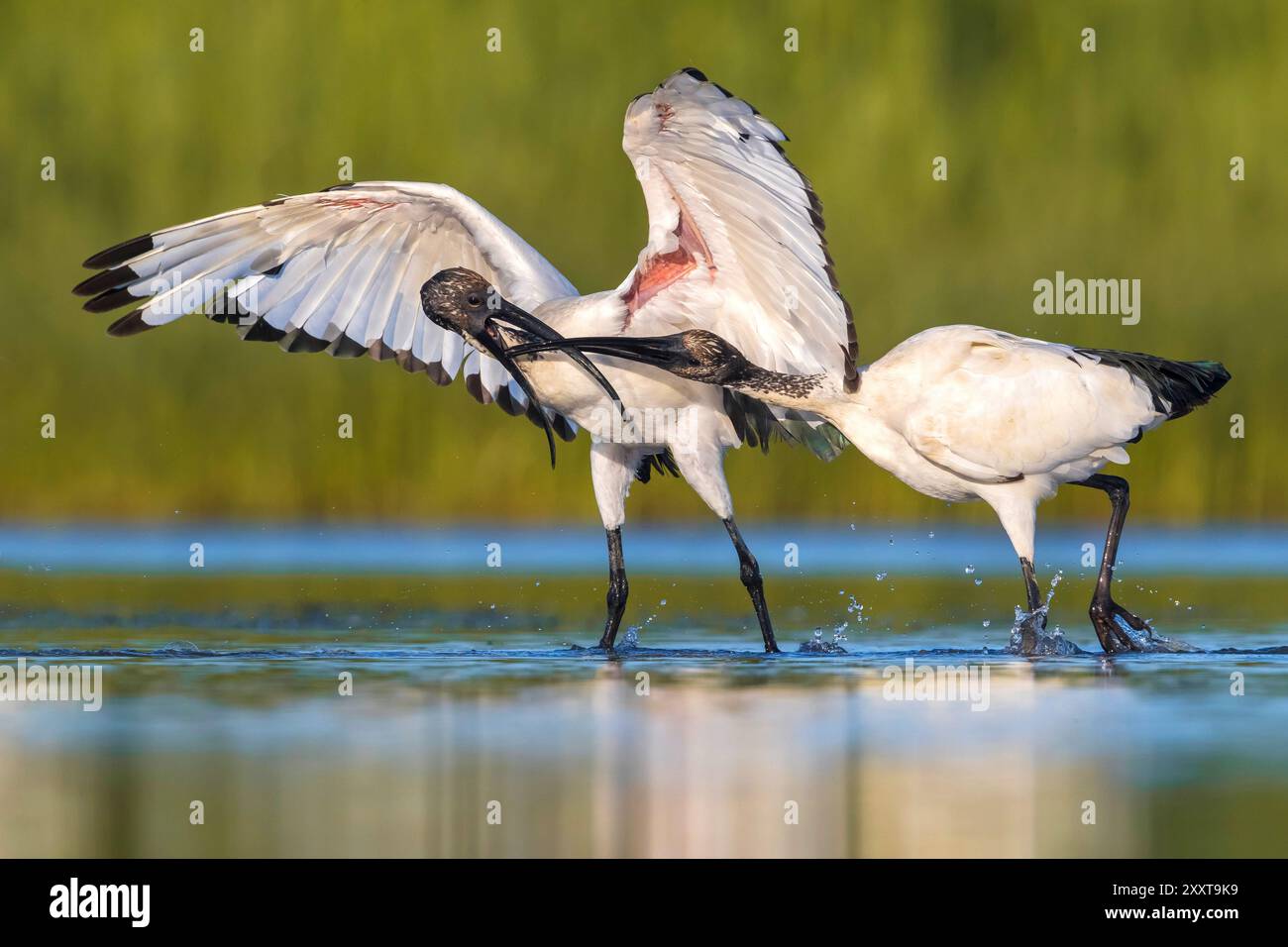 African sacred ibis (Threskiornis aethiopicus), two ibises fighting in ...
