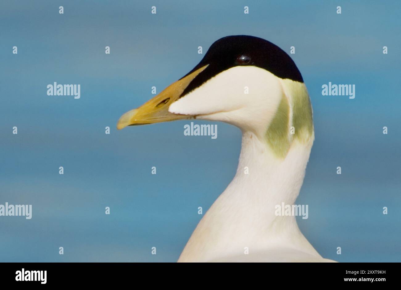 Common eider, St. Cuthbert's duck, Cuddy's duck (Somateria mollissima ...