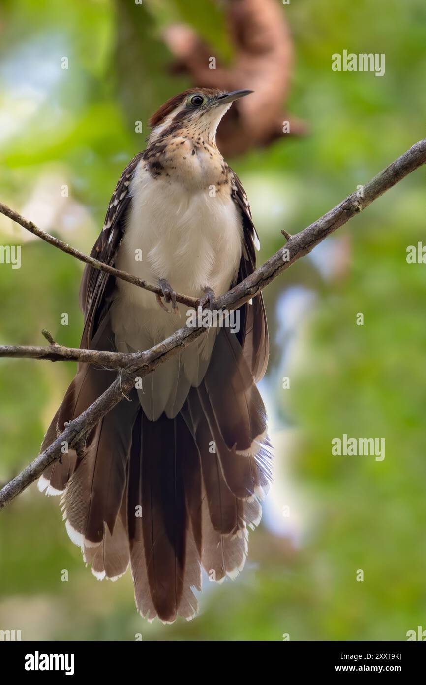 Pheasant cuckoo, Pheasant-cuckoo (Dromococcyx phasianellus), sitting on ...