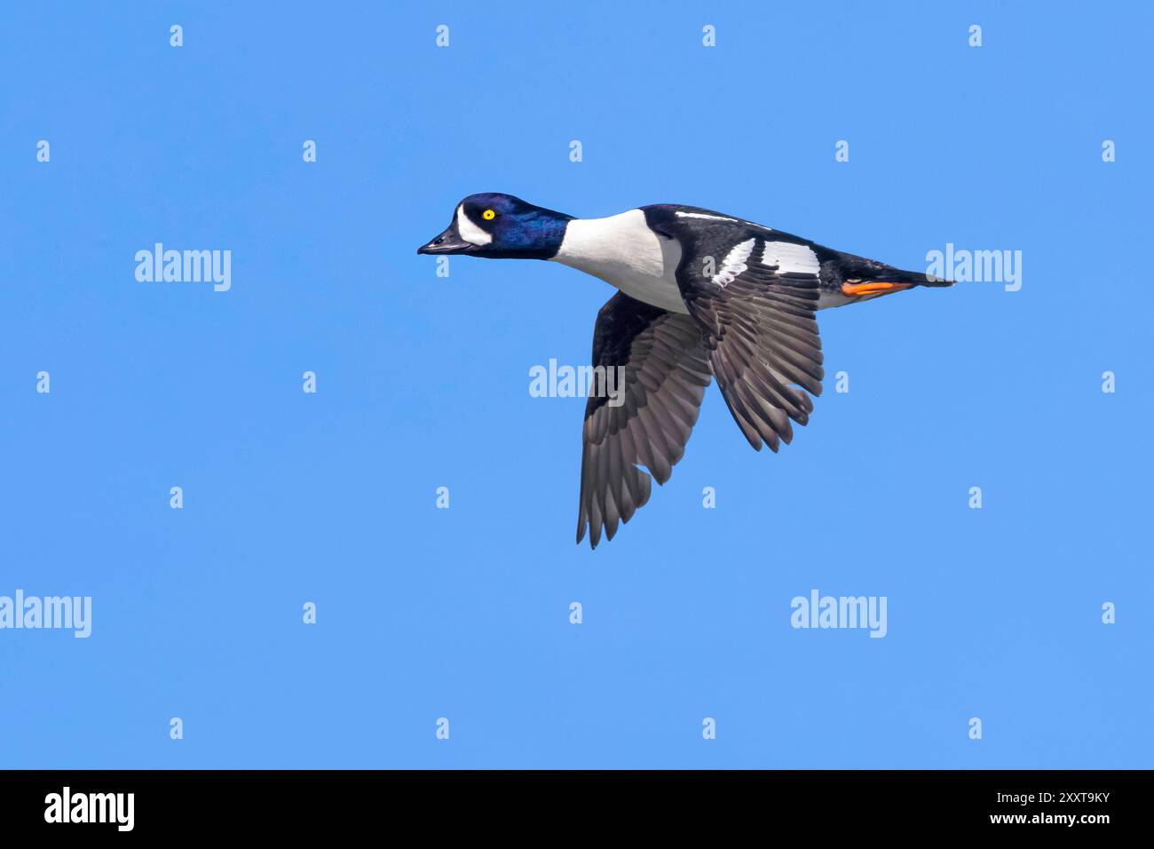 barrow's goldeneye (Bucephala islandica), drake in breeding plumage ...