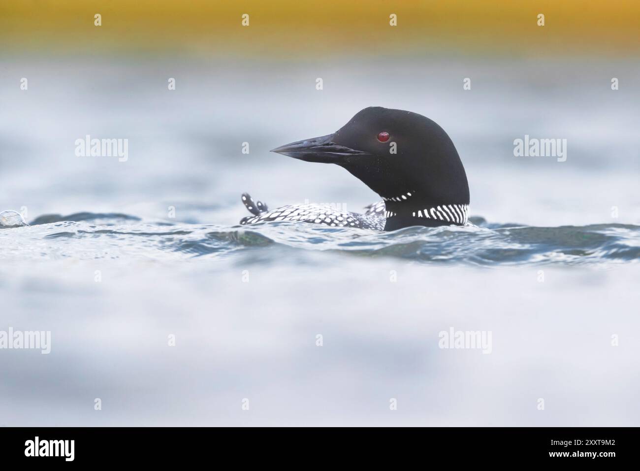 great northern diver, common loon (Gavia immer), swimming on a lake ...