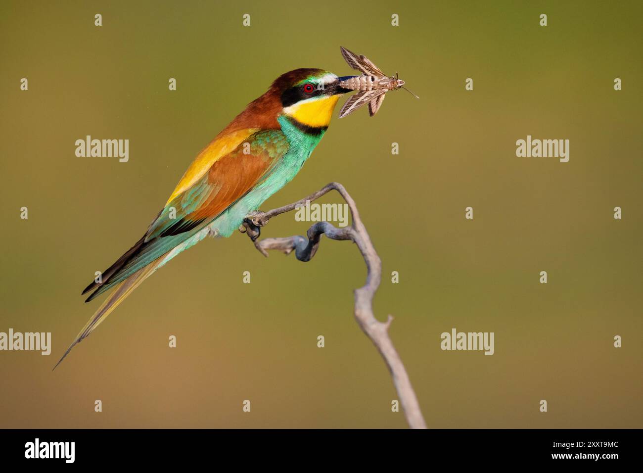 Butterflies of southern italy hi-res stock photography and images - Alamy