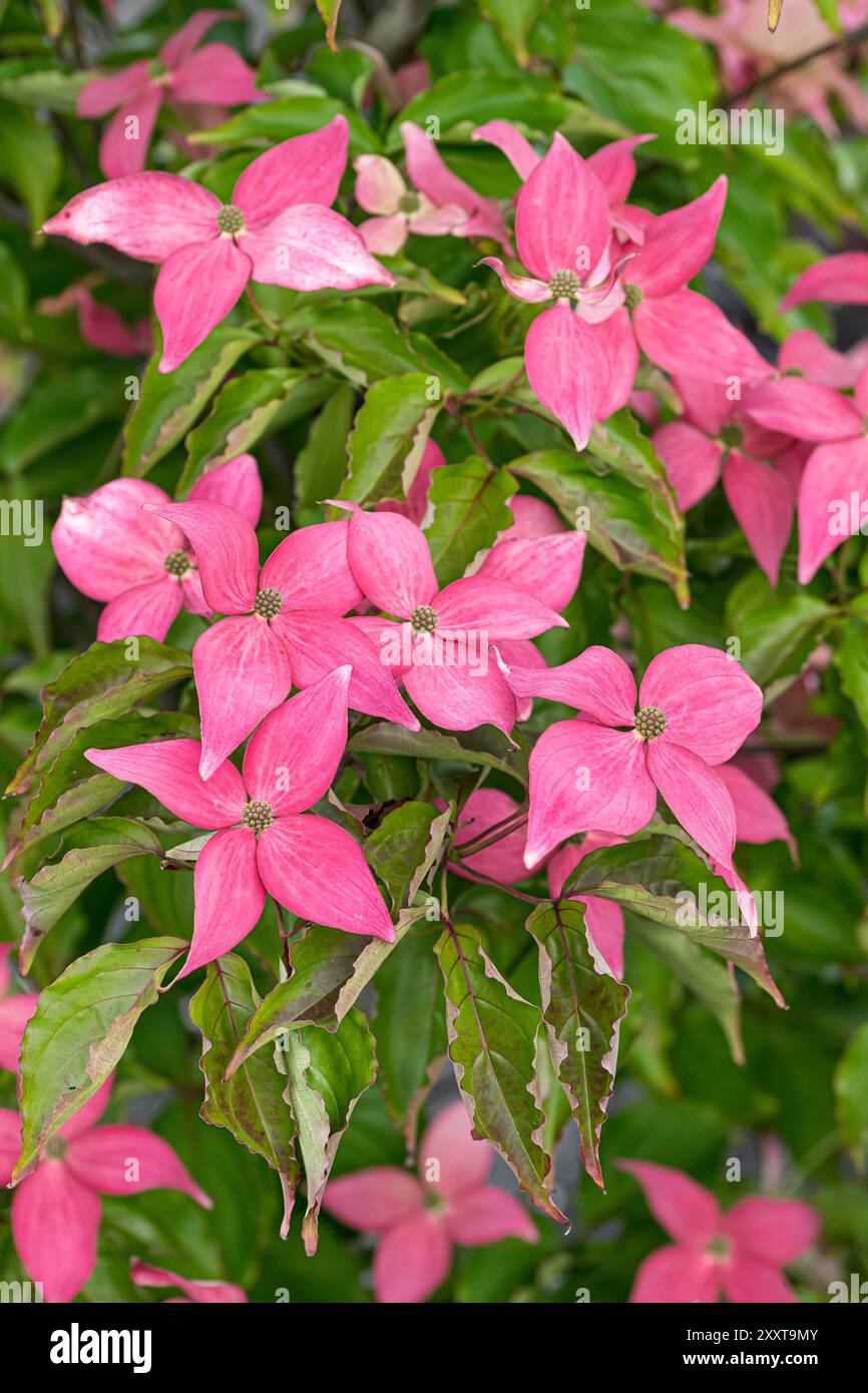 kousa dogwood, Japanese Dogwood (Cornus kousa 'Scarlet Fire', Cornus ...