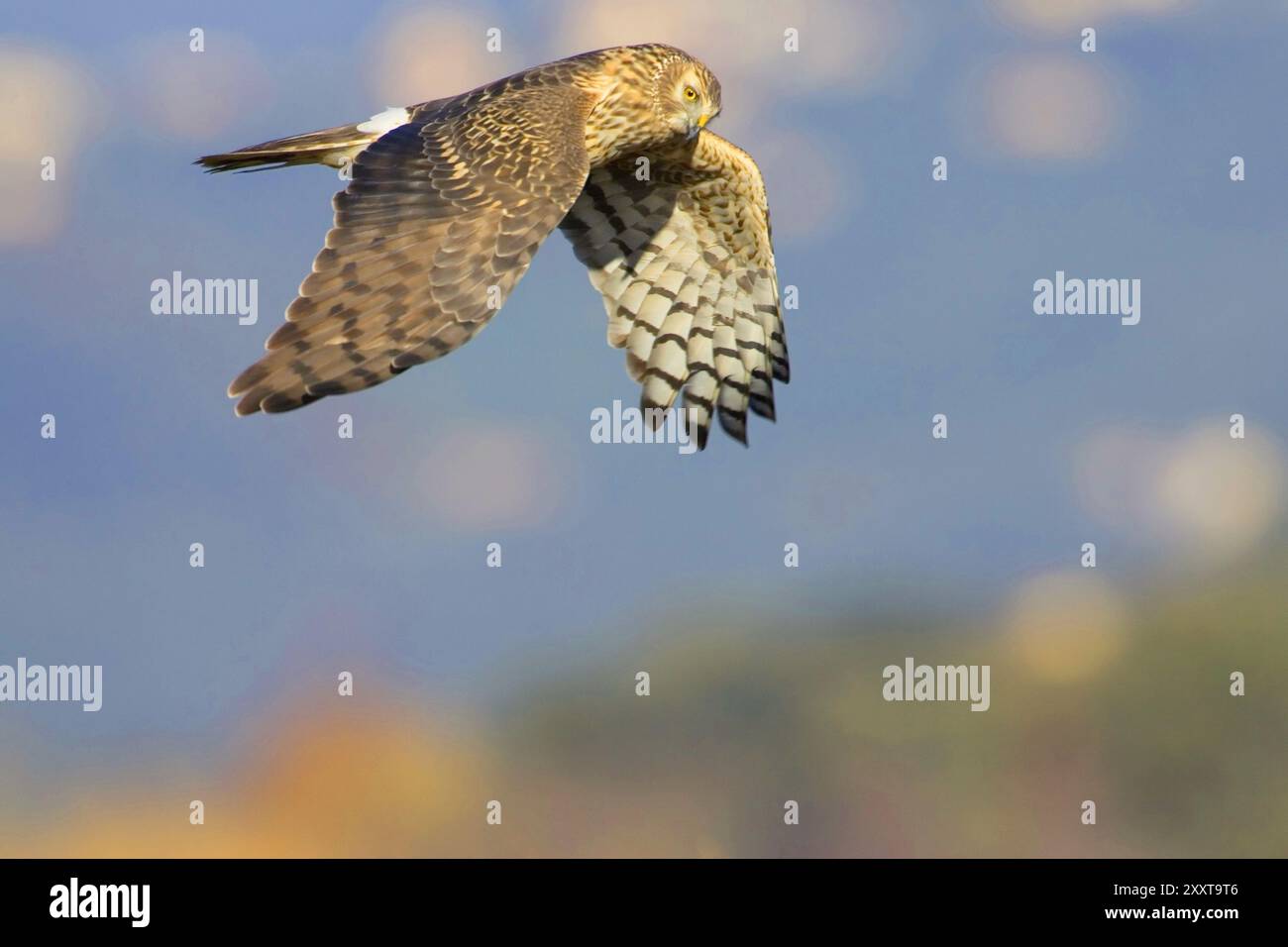 hen harrier (Circus cyaneus), female in flight, side view, Italy ...