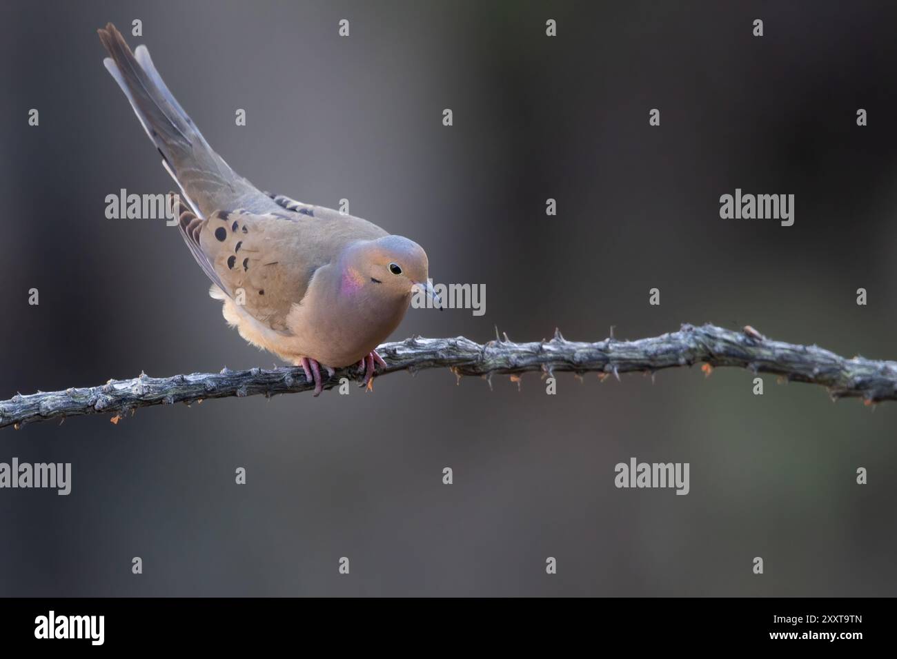 Mourning dove, American mourning dove, Carolina dove, Carolina turtle ...