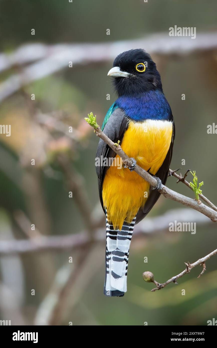 Gartered Trogon, Northern Violaceous Trogon (Trogon caligatus), male ...
