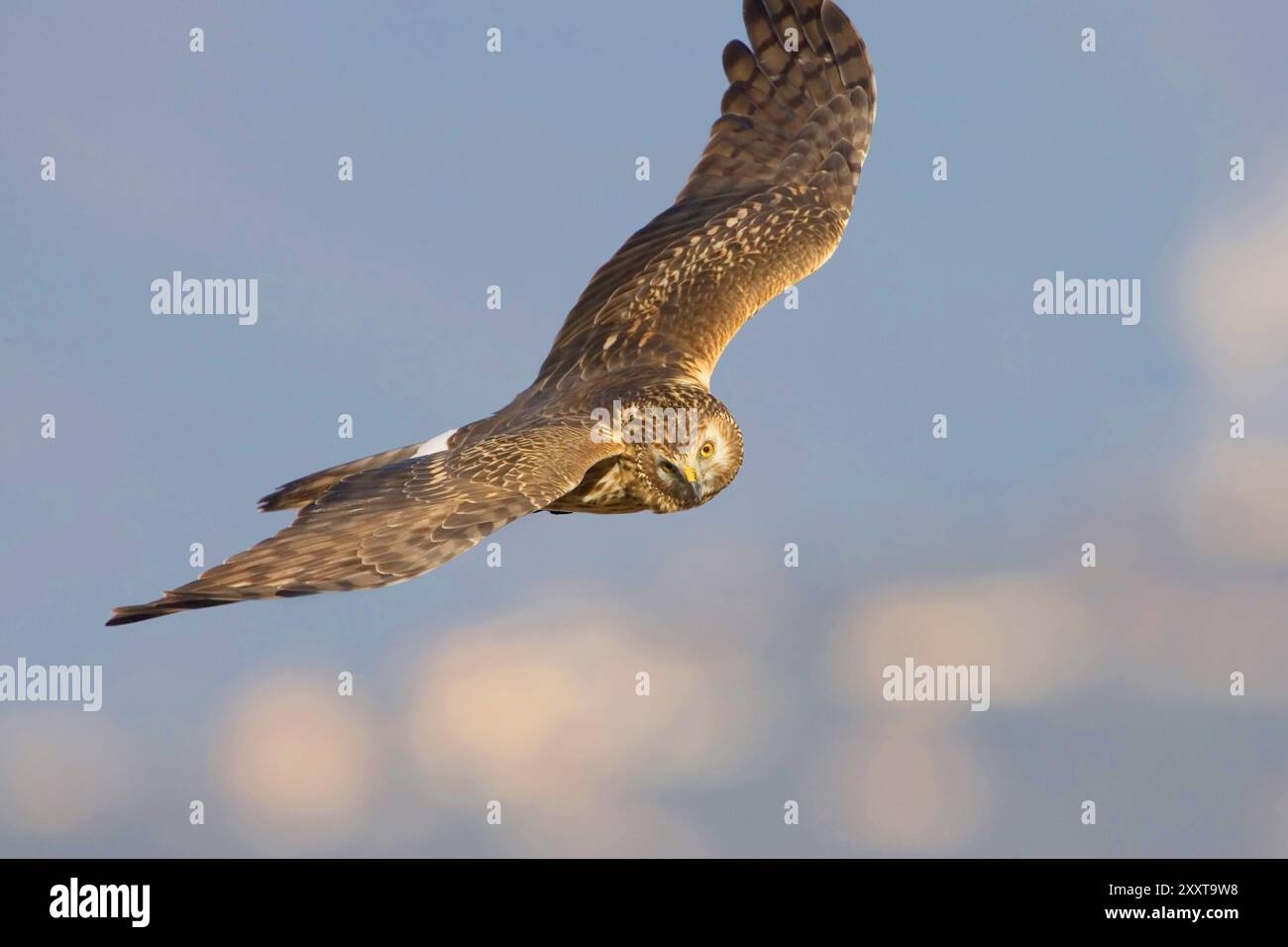 hen harrier (Circus cyaneus), female in hunting flight, side view ...