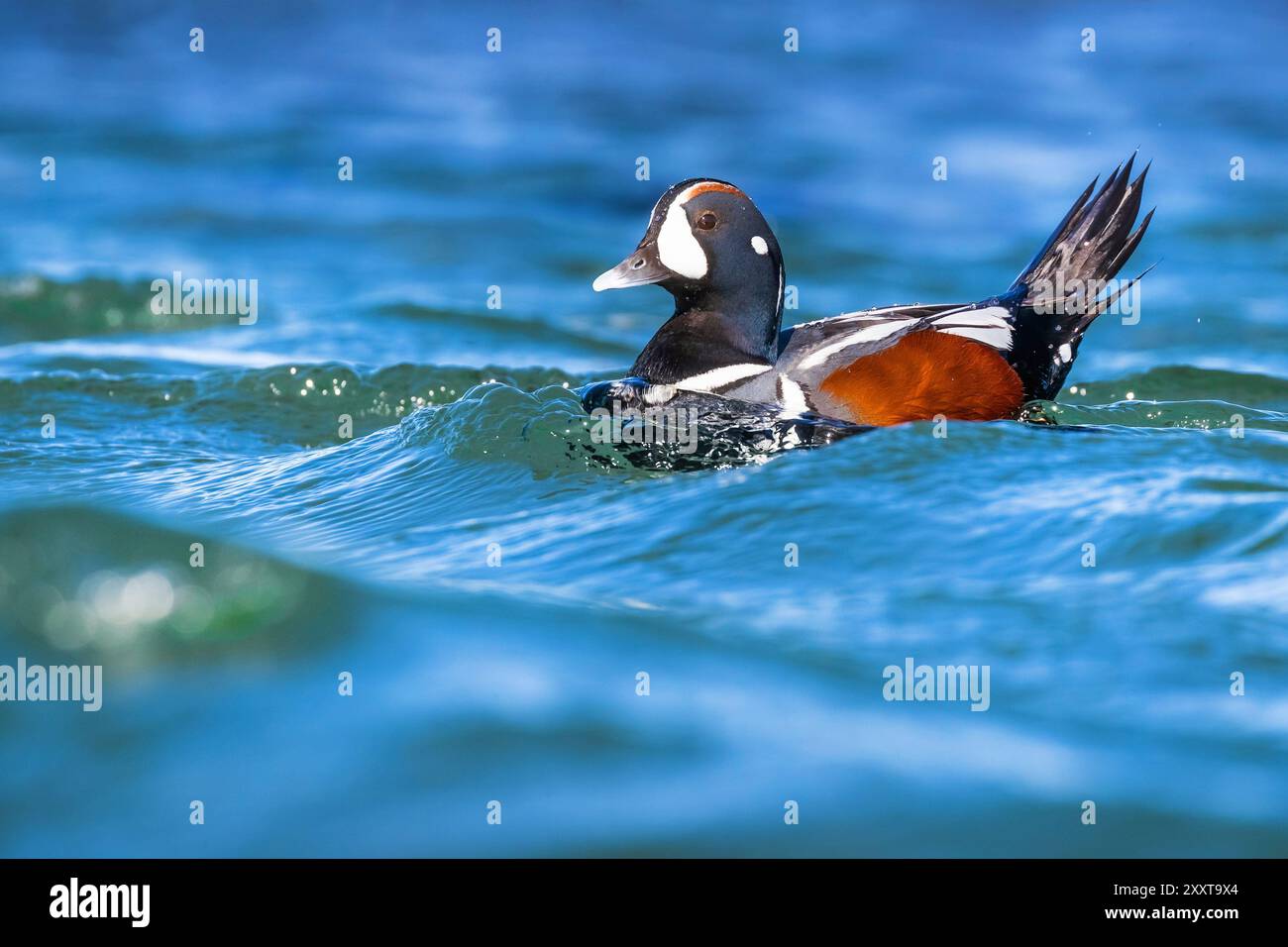 harlequin duck (Histrionicus histrionicus), drake swimming offshore in ...