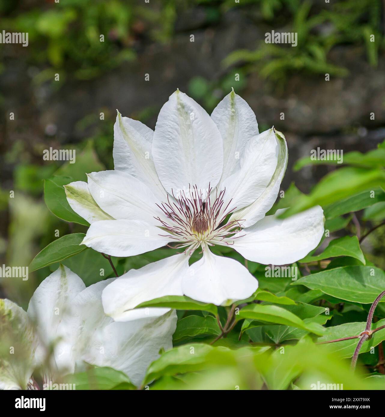 clematis, virgins-bower (Clematis 'Miss Bateman', Clematis Miss Bateman ...